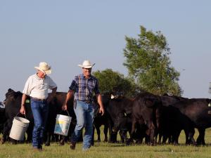 Two farmers carry feed buckets through a pasture full of cows.