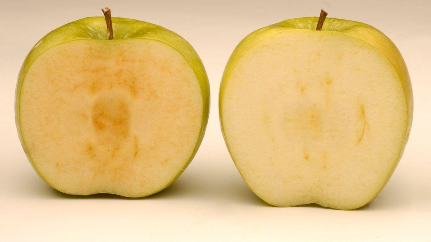 The first GMO apple, the Arctic Apple, became available commercially in ...